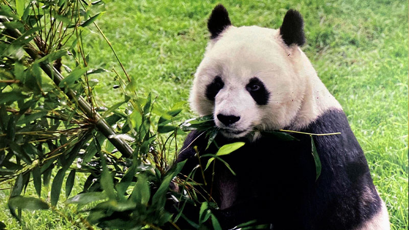 Adiós Shuan Shuan; muere la panda gigante más longeva de México