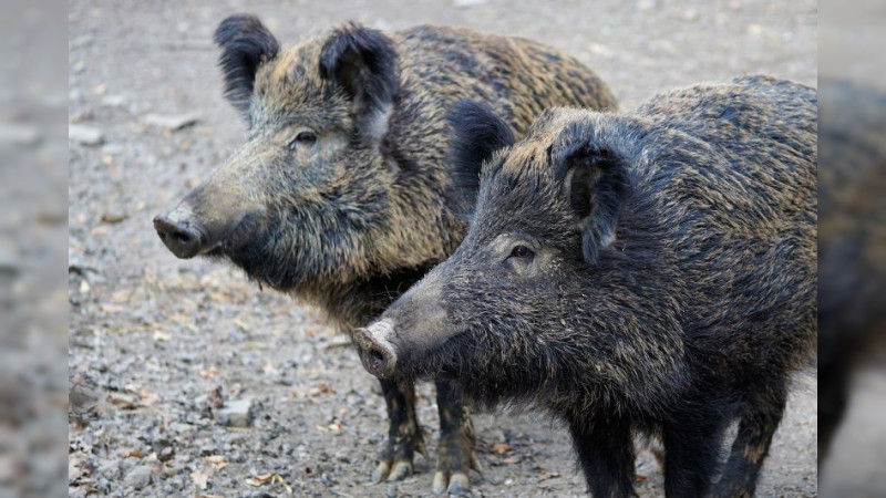Captan jabalíes en distintas zonas de Nuevo León, este fin de semana