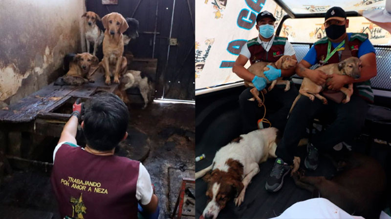 Rescatan perritos tras denuncias; señalan que los engordaban para ...