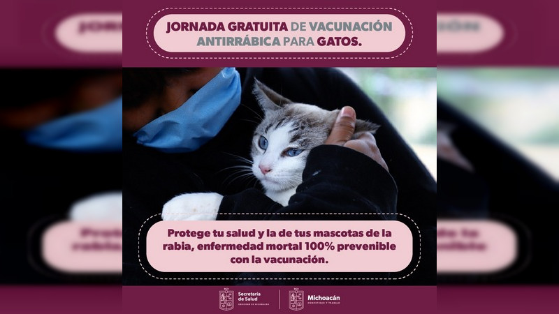 Arranca Ssm Campaña De Vacunación Antirrábica Con énfasis En Gatos