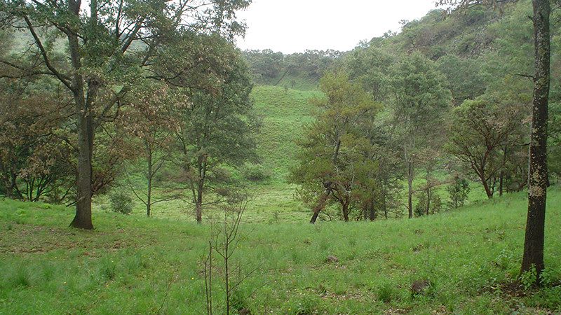 Abre Cofom convocatoria para curso sobre manejo de bosques de encino