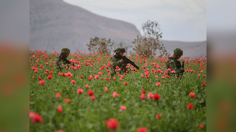 Guardia Nacional asegura el plantío más grande de amapola en lo que va ...