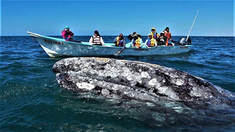 Son mil 364 ejemplares de ballena gris las que suma México en reserva ...