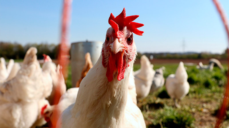 Estados Unidos aprueba venta de carne de pollo cultivada en laboratorios Estados Unidos aprueba venta de carne de pollo cultivada en laboratorios