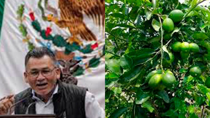 Control total del crimen organizado en la producción de limón: Sergio ...