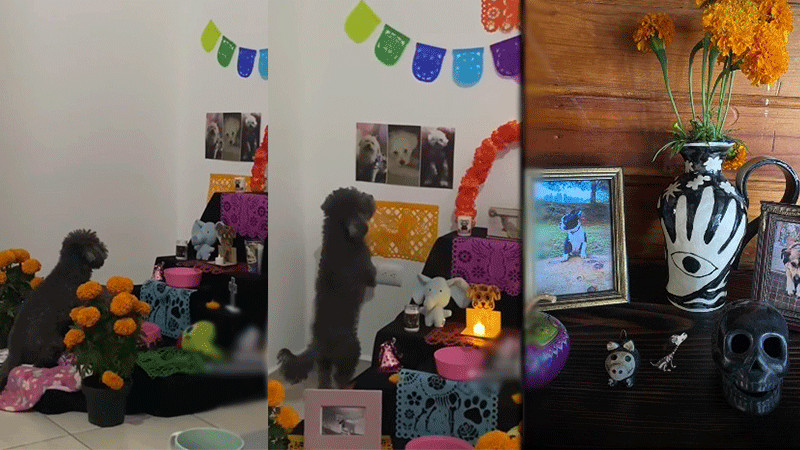 Este 27 De Octubre Las Almas De Las Mascotas Fallecidas También Regresan