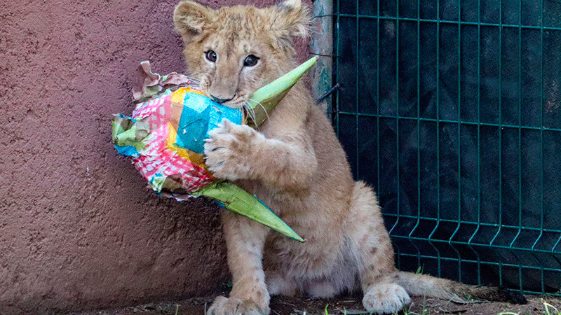 ¡Dale, dale, dale!, habitantes del Zoo de Morelia reciben el 2024 con ...