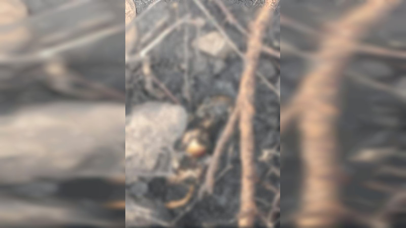 Hallan fosa clandestina con un cadáver en Morelia, Michoacán