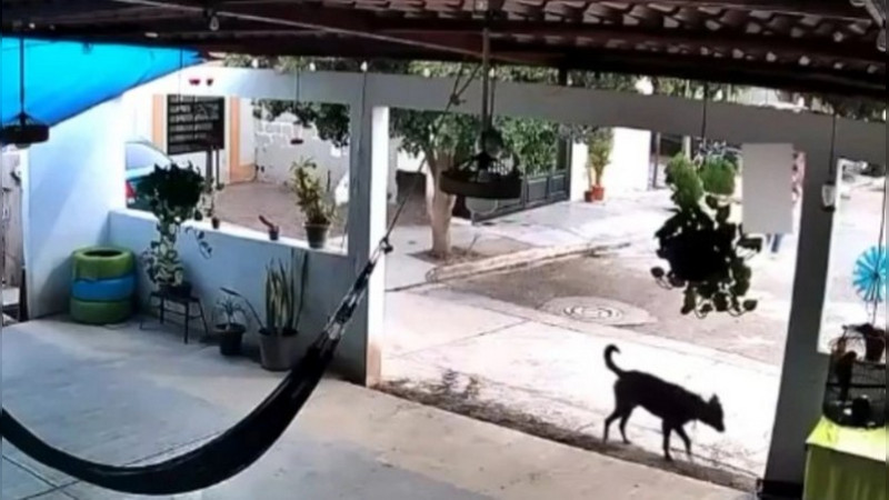 Queda captada en video brutal agresión a perrito en Navojoa ...