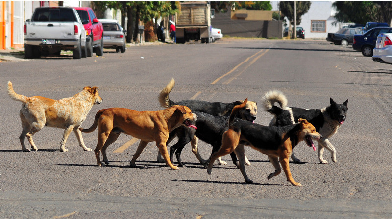 Indignación en Veracruz: sujeto ataca perros con machete; uno murió y ...