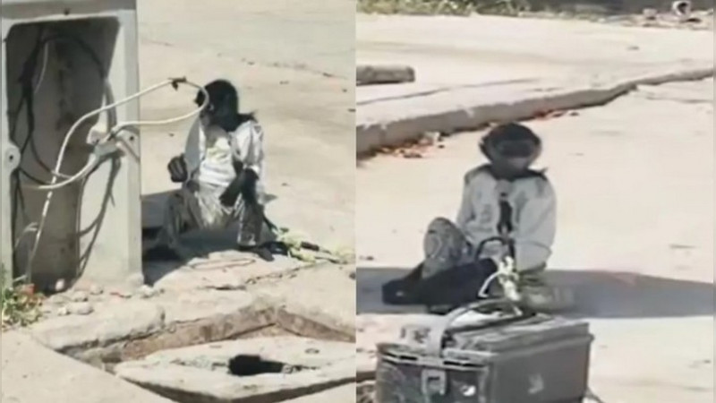 Indignación en Sinaloa: abandonan a mono araña amarrado a batería de ...