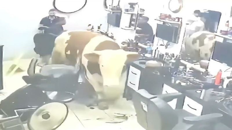 Toro entra a barbería en Estambul y desata caos entre clientes