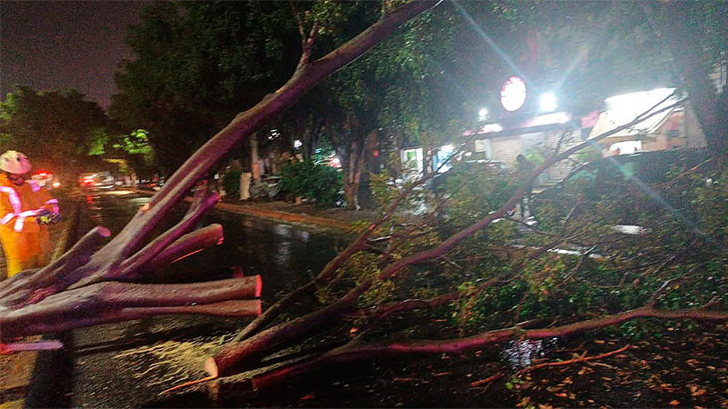 Cae un árbol sobre Calzada La Huerta de Morelia, Michoacán, tras ...